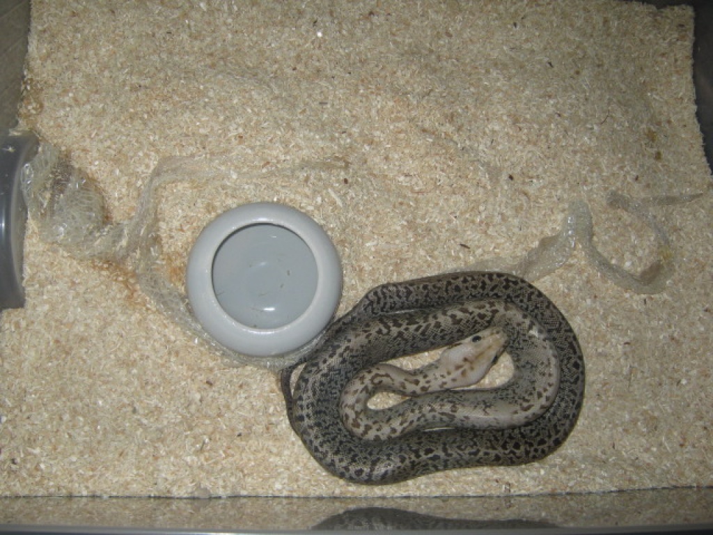 Tigerpython Kleinanzeigen | Tigerpython Anzeigenmarkt | Tigerpython Marktplatz | Tigerpython ...