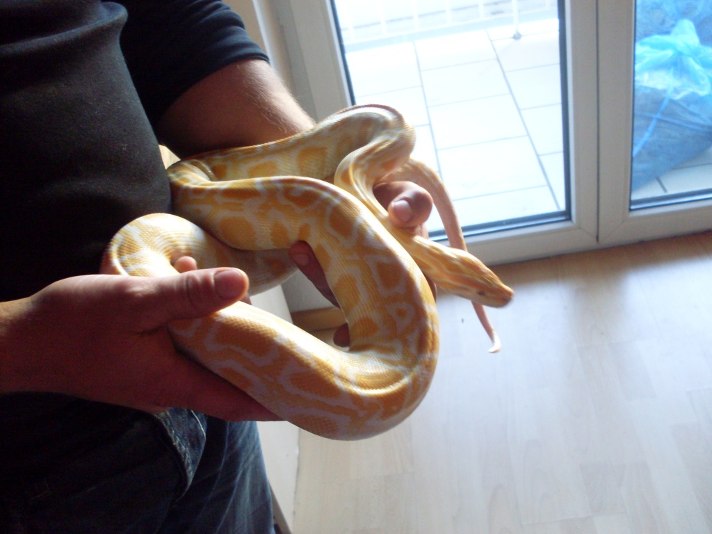 Tigerpython Kleinanzeigen | Tigerpython Anzeigenmarkt | Tigerpython Marktplatz | Tigerpython ...