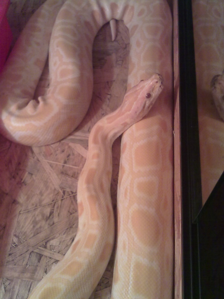 Tigerpython Kleinanzeigen | Tigerpython Anzeigenmarkt | Tigerpython Marktplatz | Tigerpython ...