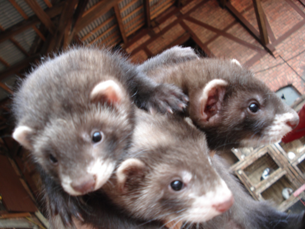 Frettchen Kleinanzeigen | Frettchen Anzeigenmarkt | Frettchen ...