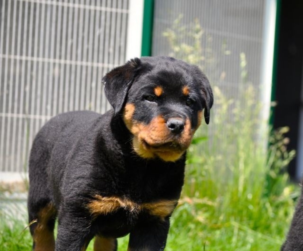 ADRK-Rottweiler-Rüde, 10 Monate alt | tieranzeigen.net