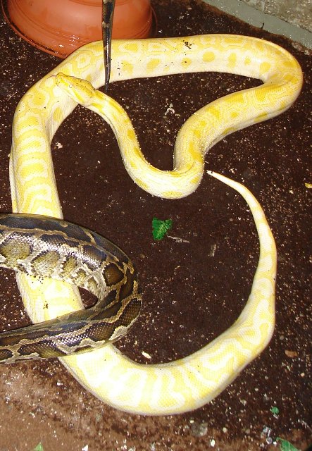 Tigerpython Kleinanzeigen | Tigerpython Anzeigenmarkt | Tigerpython Marktplatz | Tigerpython ...