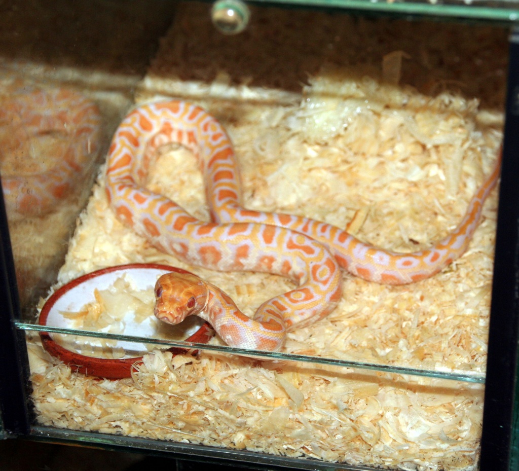 Tigerpython Kleinanzeigen | Tigerpython Anzeigenmarkt | Tigerpython ...