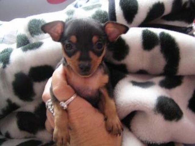 3 Mini Prager Rattler welpen ; ausgewachsen ca 2kg ! | tieranzeigen.net