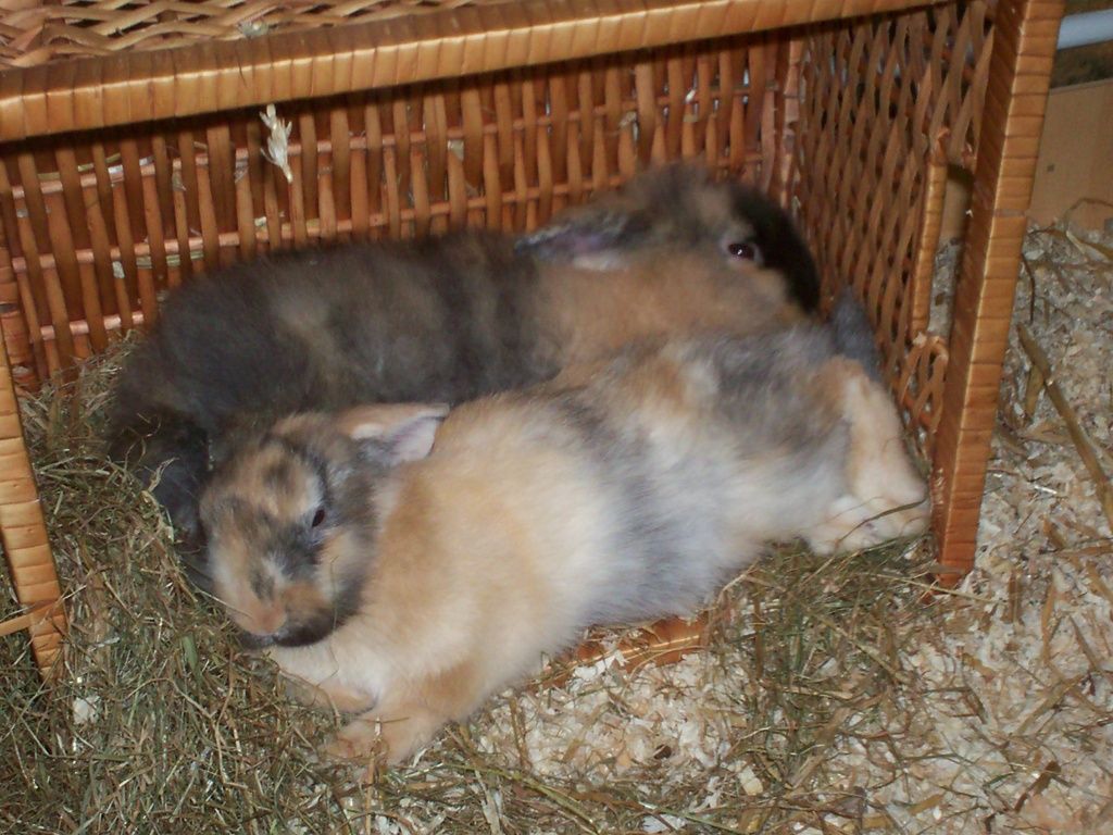 Zwerghasen Kleinanzeigen | Zwerghasen Anzeigenmarkt | Zwerghasen ...