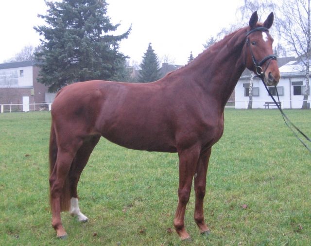 Hannoveranr Dressurpferd Lizzy | tieranzeigen.net