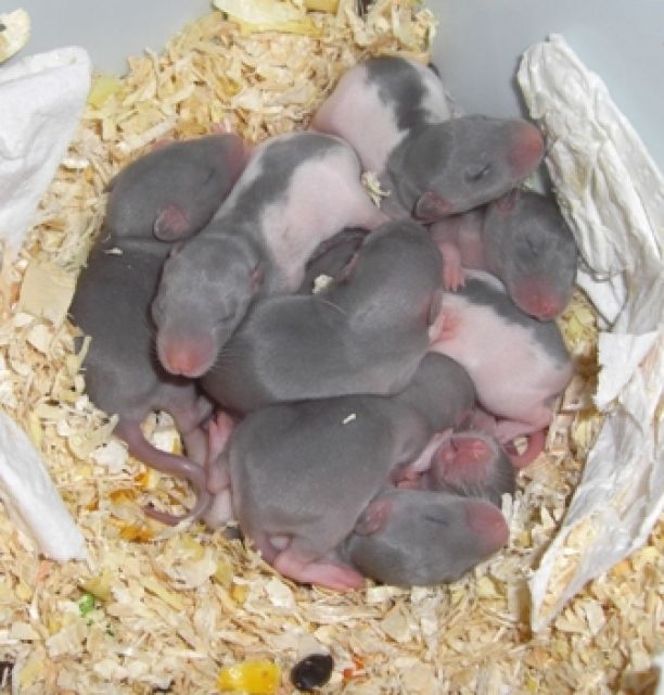 Ratten Welpen Russisch Blau Rattenbabys | tieranzeigen.net