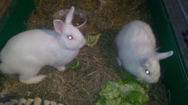 2 Zwerghasen zu Verkaufen | tieranzeigen.net