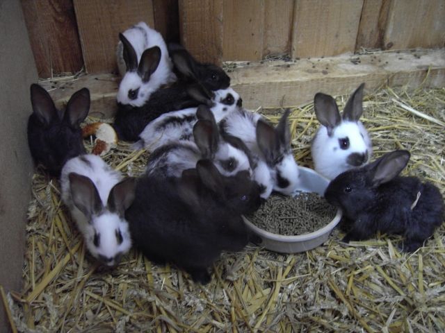 Junge Stallhasen, Deutsche Riesen | tieranzeigen.net