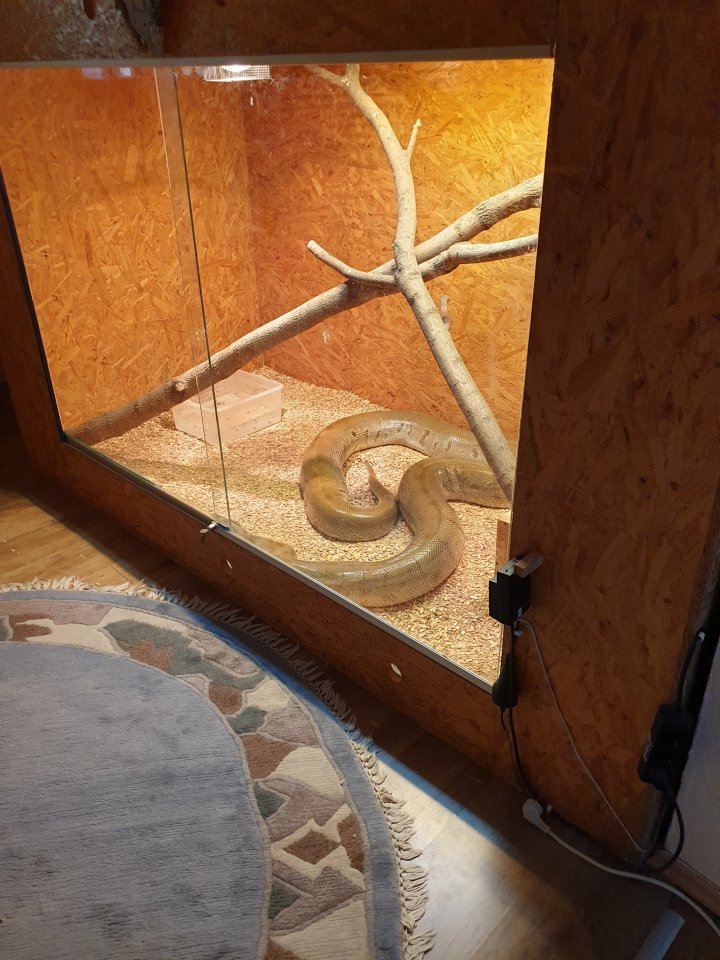 Tigerpython Kleinanzeigen | Tigerpython Anzeigenmarkt | Tigerpython Marktplatz | Tigerpython ...