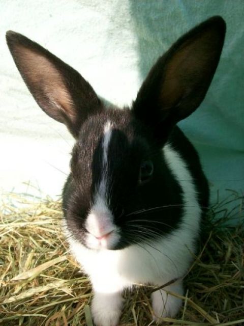 Jungtiere Nager - 6 Wochen - Zwerghasen, Zwergkaninchen | tieranzeigen.net