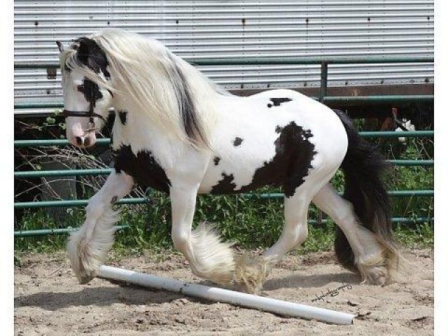 2 Irish Tinker Pferde zum Verkauf - Stute und Hengst | tieranzeigen.net