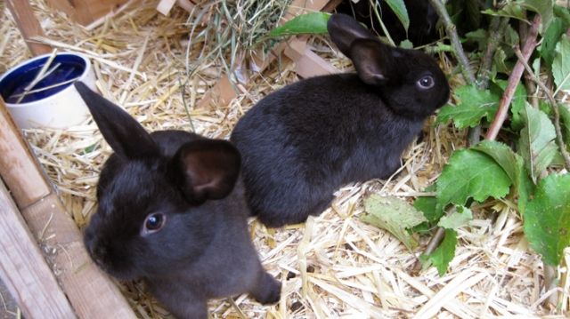 süße schwarze Zwergkaninchen abzugeben | tieranzeigen.net