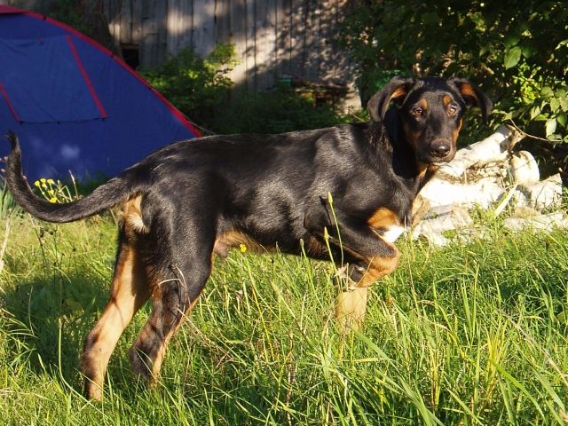 Schäfermischling - Deutscher Langhaar Mischling | tieranzeigen.net