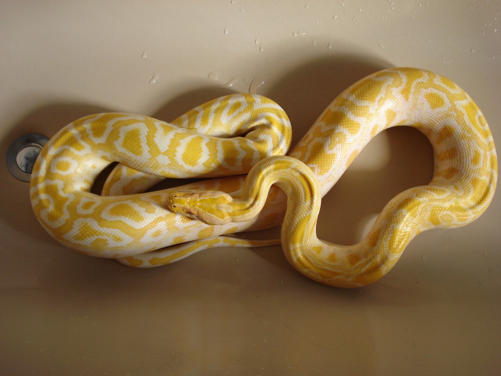 Tigerpython Kleinanzeigen | Tigerpython Anzeigenmarkt | Tigerpython Marktplatz | Tigerpython ...