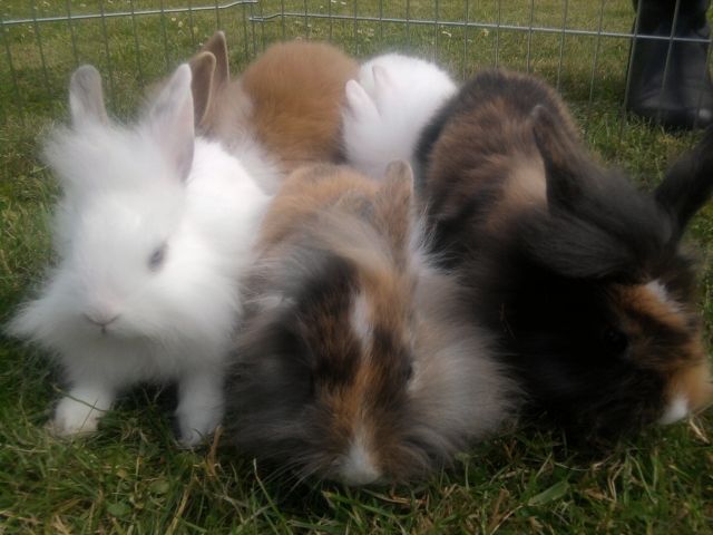 Süße Angora-Löwenkopf-Zwergkaninchen abzugeben, 7 Wochen alt ...