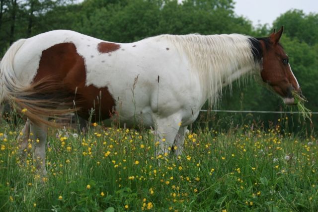 Psint Horse Stute | tieranzeigen.net