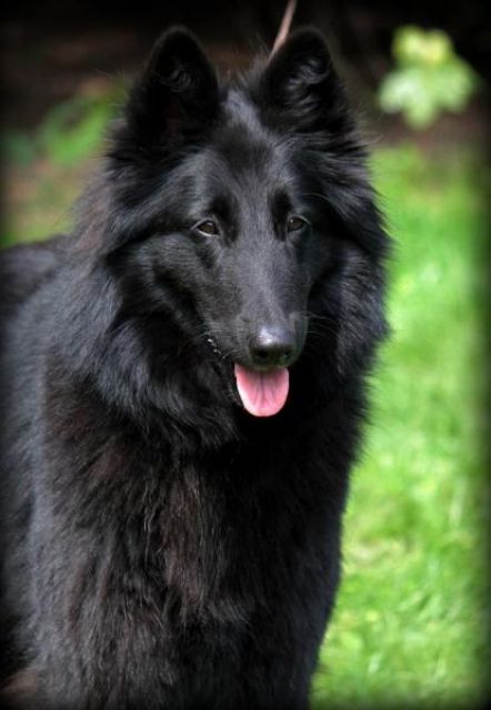 Belgischer Schäferhund Groenendael mit Papiere | tieranzeigen.net