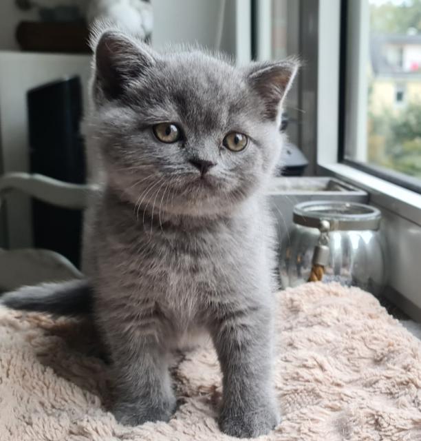 Britisch Kurzhaar BKH Kitten 2fach geimpft | tieranzeigen.net