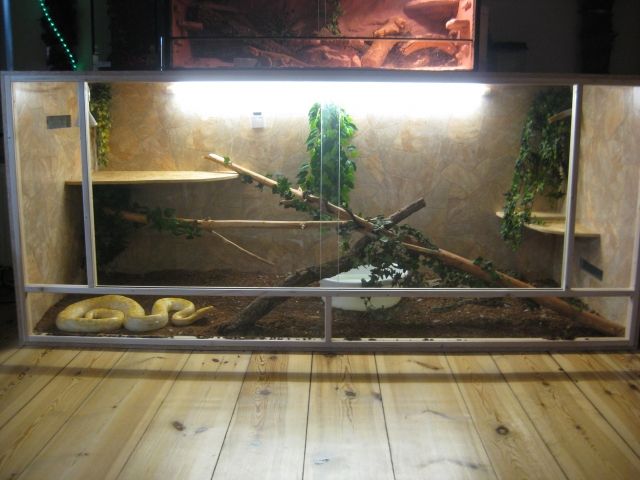 Verkaufe mein Tigerpython Paar mit XXL Terrarium albino+wildtyp ...