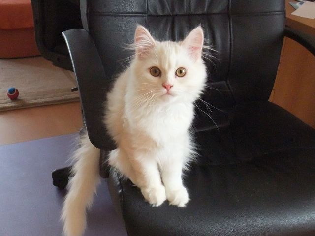 Ein süßes Perser-Kätzchen mit Nase | tieranzeigen.net